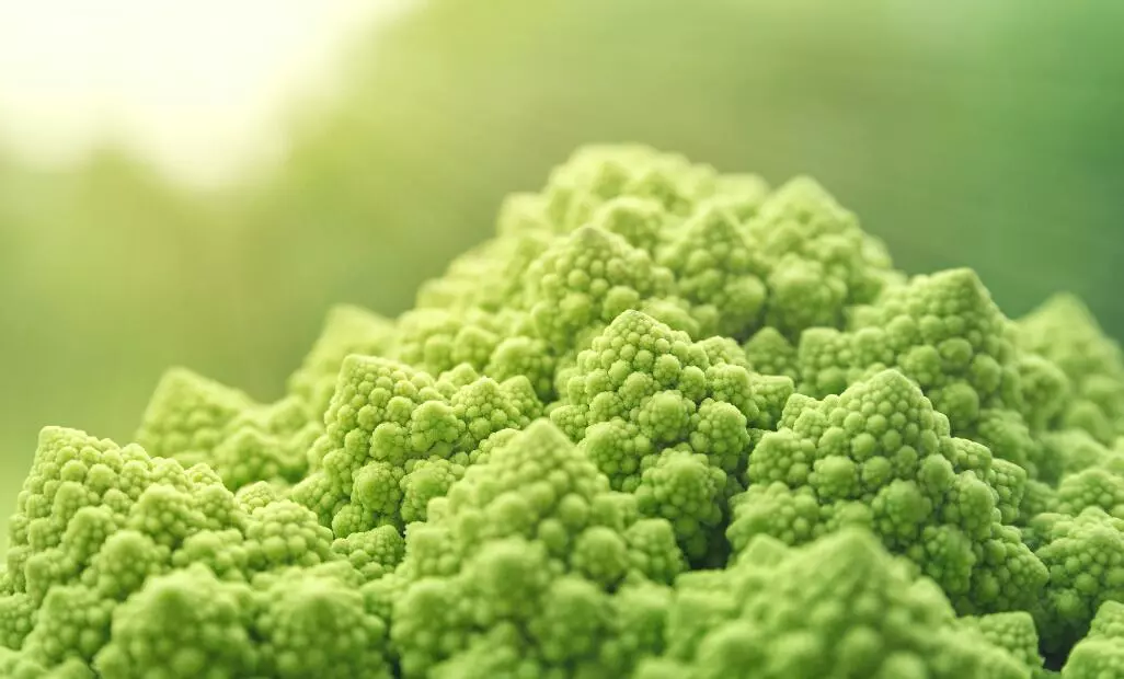 Types of HPV Warts: Navigating Diversity for Skin Health | Gynin
